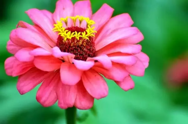 Zinnia.