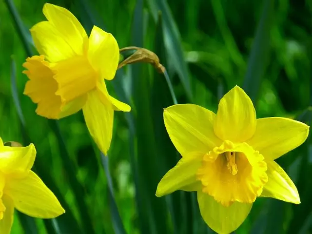 Daffods