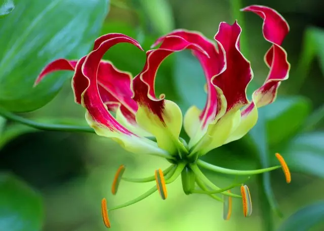 ග්ලෝමොසිස්