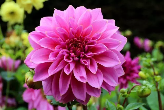 DAHLIA