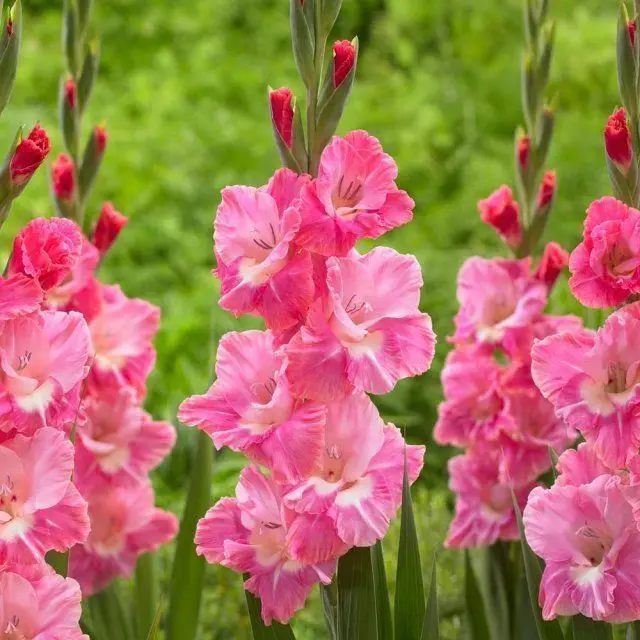 Gladiolus.