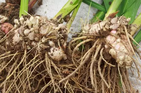 20 plantas con flores rosas - anuais e perennes para todos os gustos 1367_24