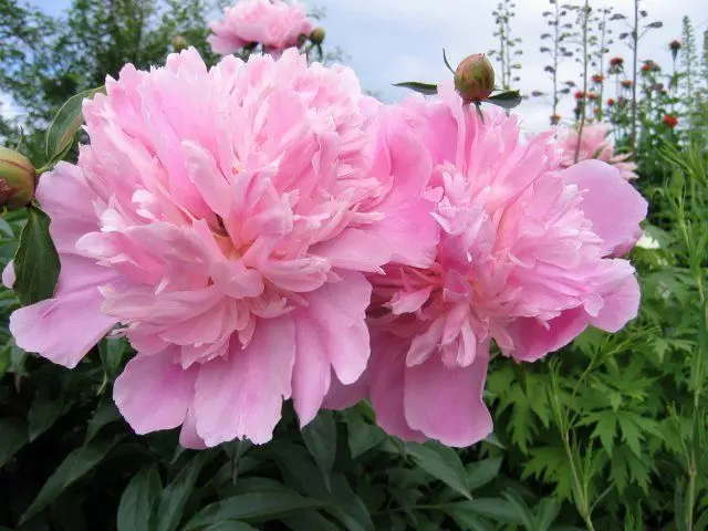 Peonies.