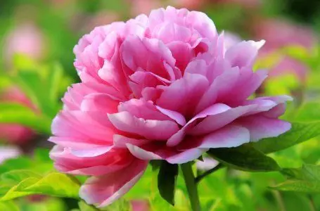 20 plantas com flores rosa - anual e perenes para todos os gostos 1367_41