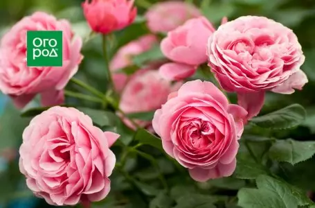 20 plantas con flores rosas - anuais e perennes para todos os gustos 1367_45