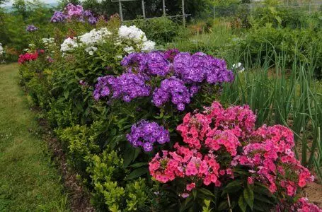 20 plantas con flores rosas - anuais e perennes para todos os gustos 1367_48