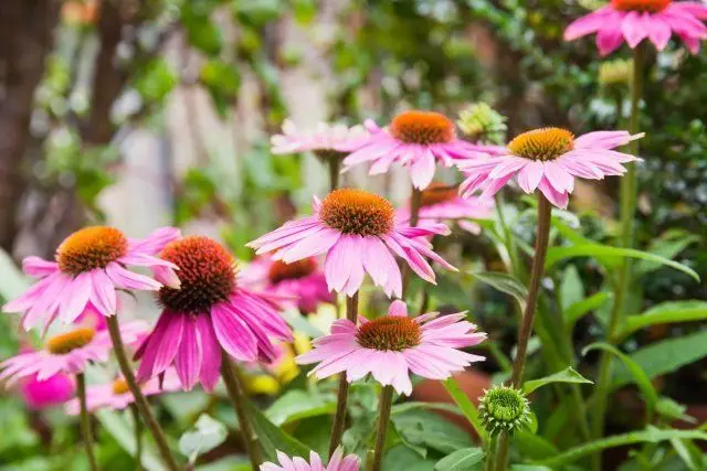 Paars Echinacea