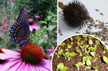 20 planten met roze bloemen - jaarlijkse en vaste planten voor elke smaak 1367_56