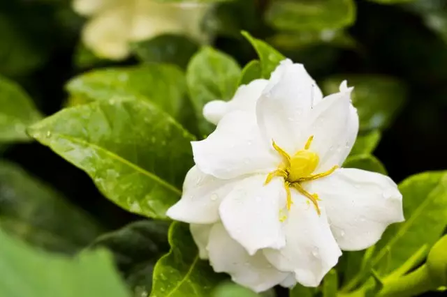 Gardenia