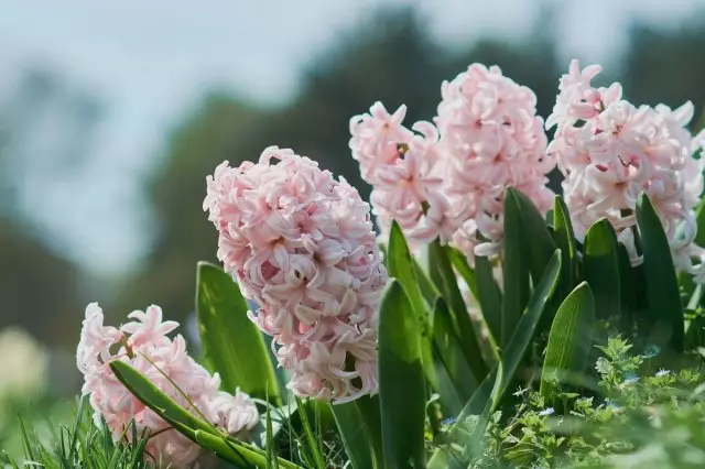 hyacinths.