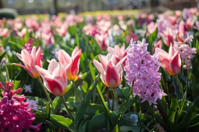 Ihe dị nso na tulips