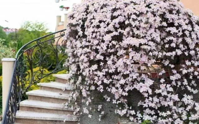 Ihe dị nso na Clematis