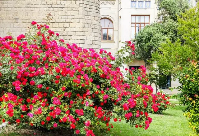 Tiştê ku nêzîkî rose ye