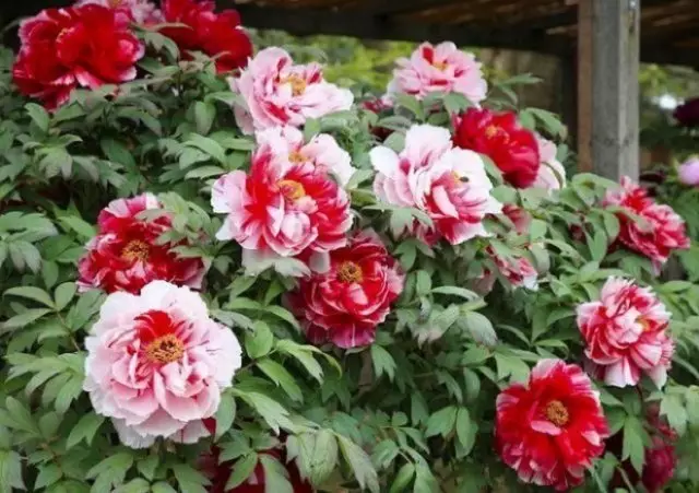 Peonies yaxınlığında nə var