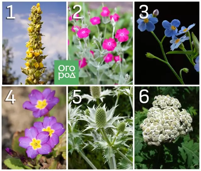 1 - segondè cowbody; 2 - Lichnis Crown; 3 - bliye-m-pa alpine; 4 - Primulus òdinè; 5 - Hygantian Syngineer; 6 - Gwo Pijma