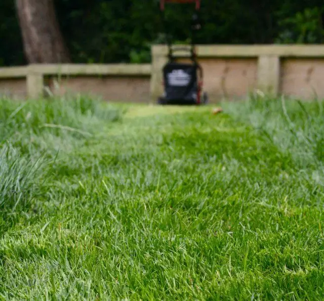 Haircut of Lawn.