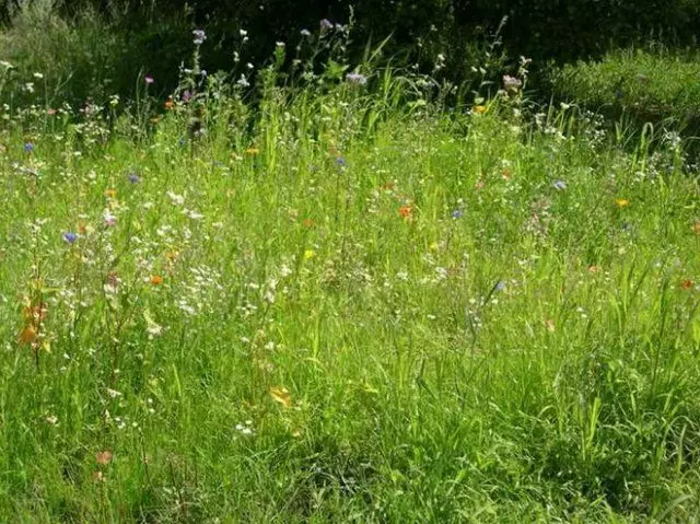 Trawnik łąkowy