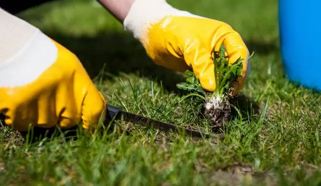 Dandelions'un Yeniliyor