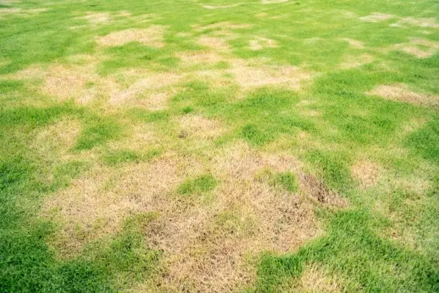 Dry Lawn