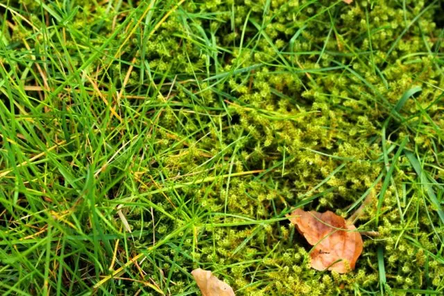 Mousse sur la pelouse après l'hiver: pourquoi apparaît et comment se débarrasser de