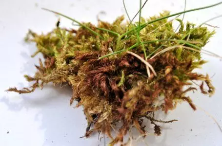 Moss på plenen etter vinteren: Hvorfor vises, og hvordan å bli kvitt 1393_3