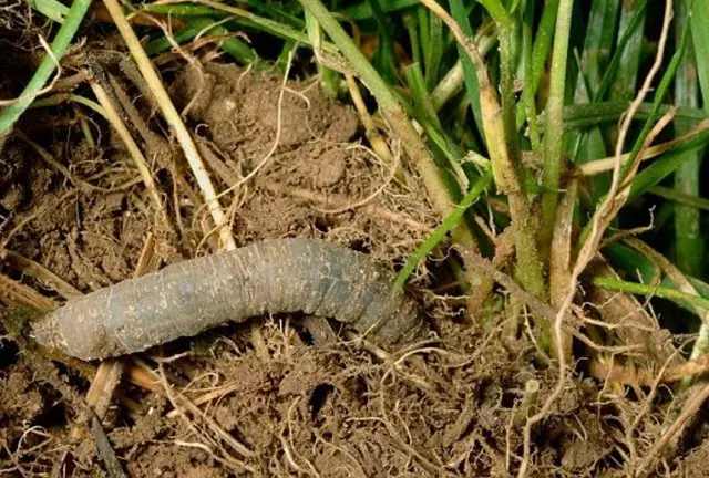 Mosquito Larva.