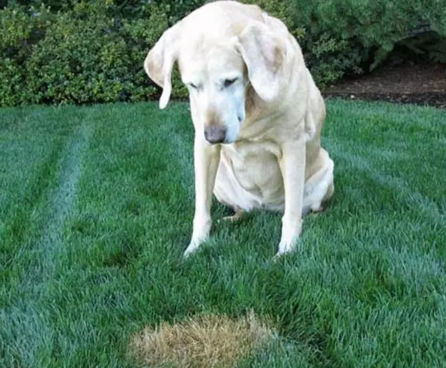 Bir çim üzerinde köpek