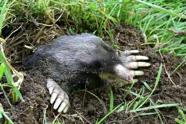 Mole