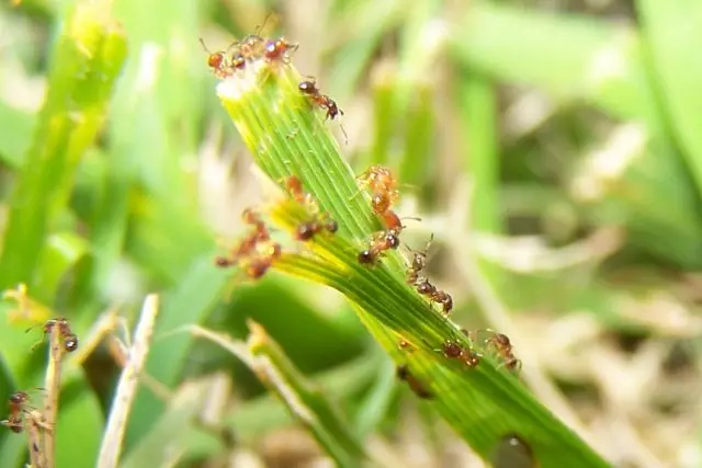 எறும்புகள்