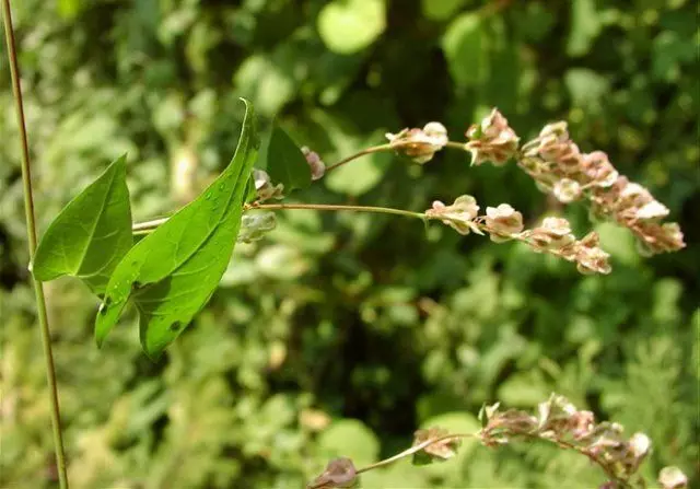 හයිලෑන්ඩර් බෝල්ඩ්ජුනා