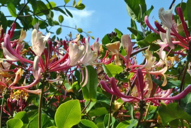 Honeysuckle honeycomb.