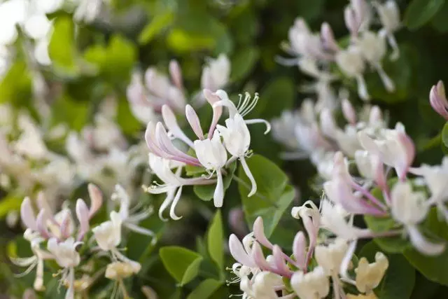 Honeysuckle Honeycomb