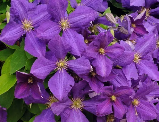 Ama-clematis