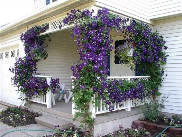 Clematis pada gazebo