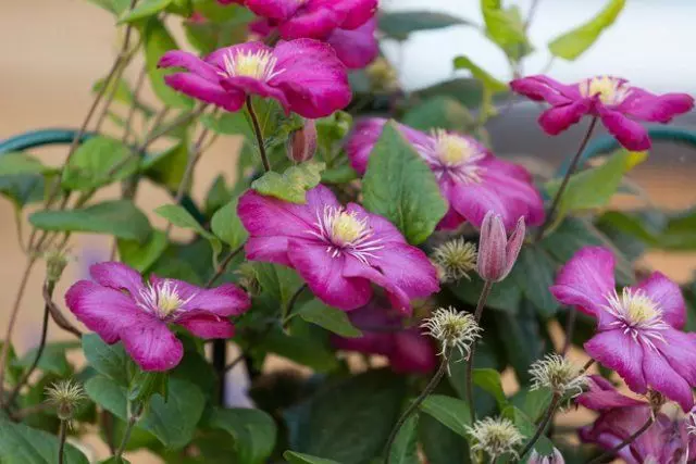 Ama-clematis