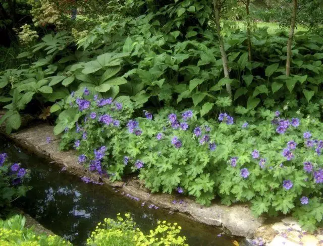 Jardin de géranium le long du ruisseau