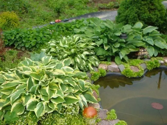 Hosts at the pond