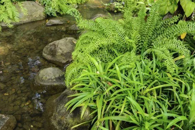 Fern at the pond