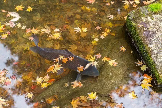 Poisson au réservoir d'automne