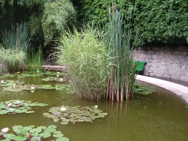 Cane dans l'étang