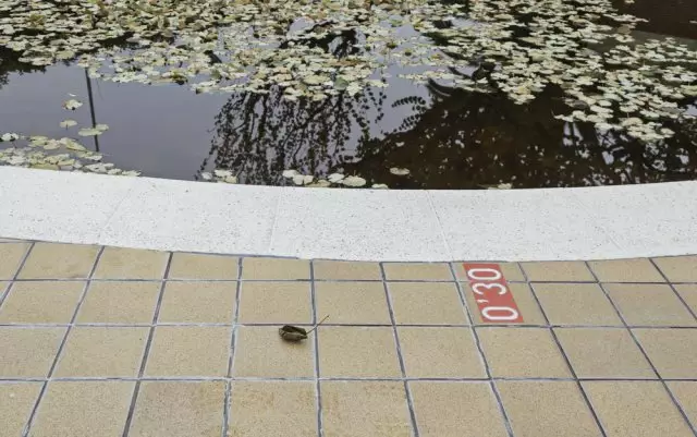 Piscine avec feuilles