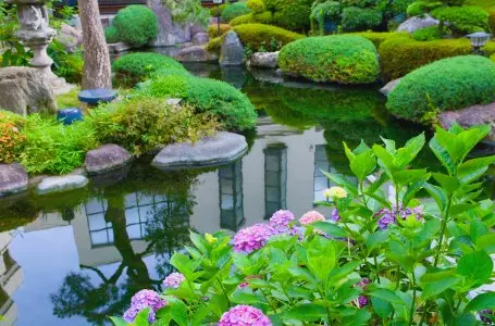 De l'étang au sous-sol - Comment envoyer des plantes à l'eau en hiver 1436_8