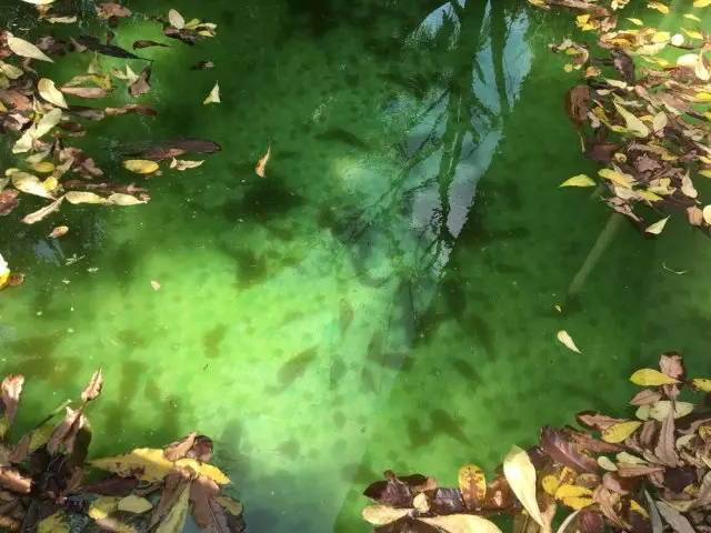 Eau sale dans la piscine