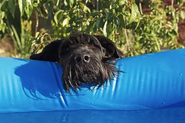 Chien au bord de la piscine