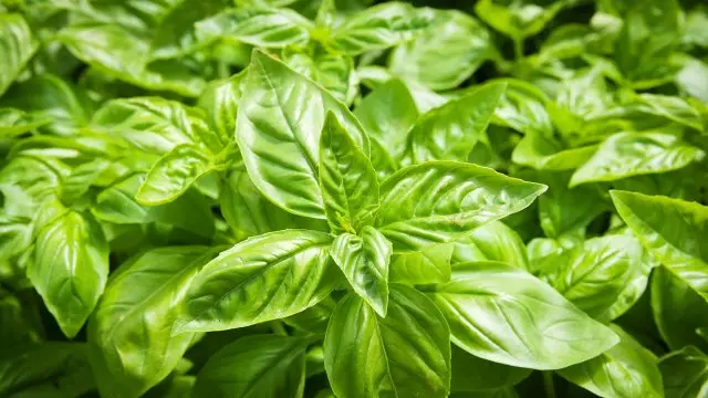 Basil