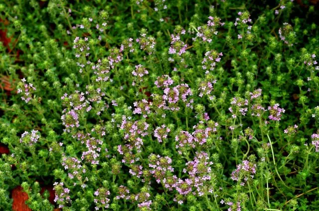 Thyme