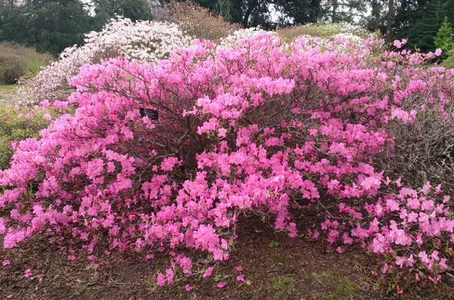 Rhododendron