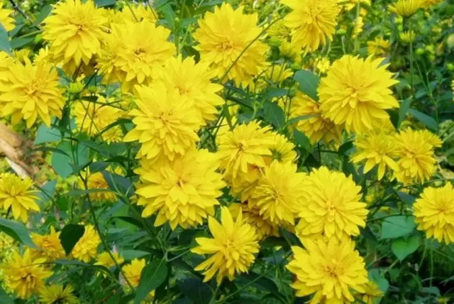 rudbeclia