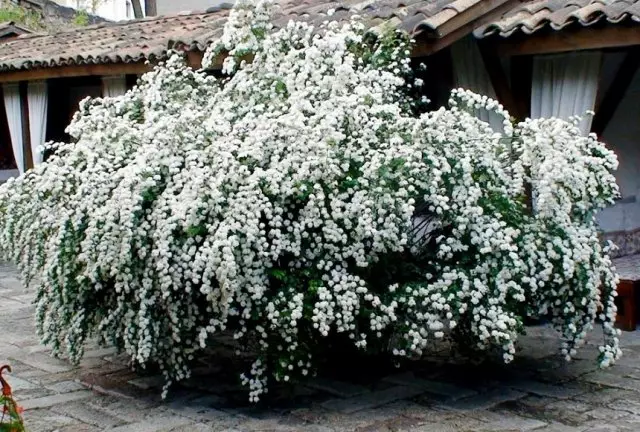 spirea