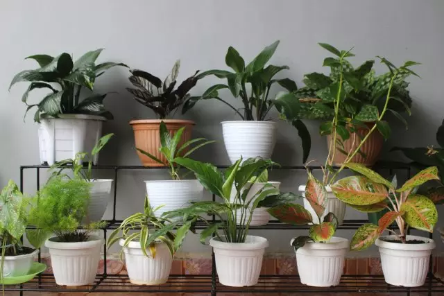 Come scegliere piante per un appartamento